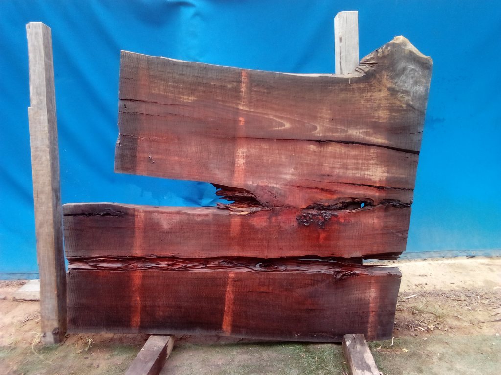 Buy Online | Sydney Bue Gum | hardwoodposts.com